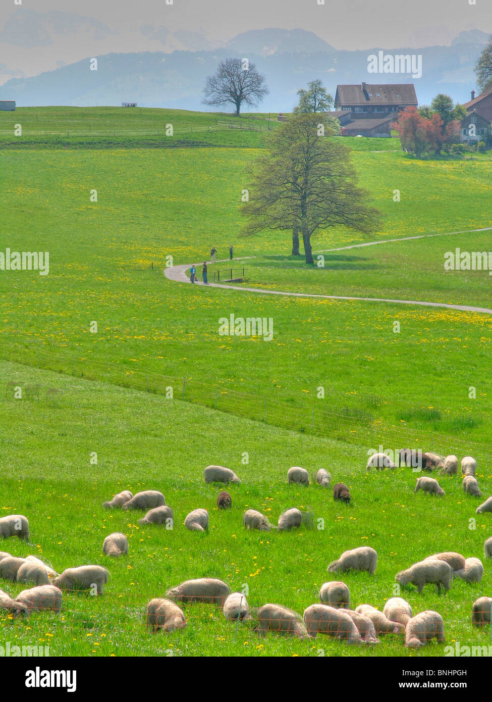 Switzerland Canton of Zurich Lützelsee farm trees green landscape rural ...