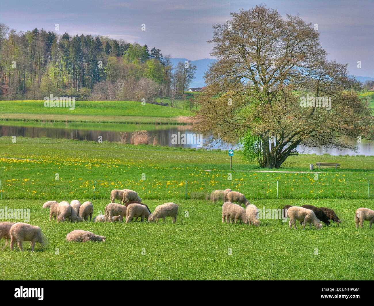 Switzerland Canton of Zurich Lützelsee lake Alder tree trees green ...