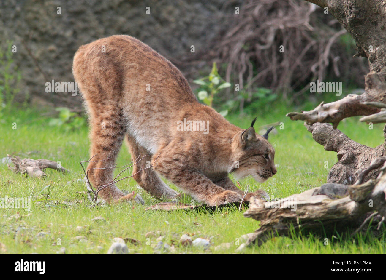 Eurasian lynx Lynx lynx animal cat nature plants Stock Photo - Alamy