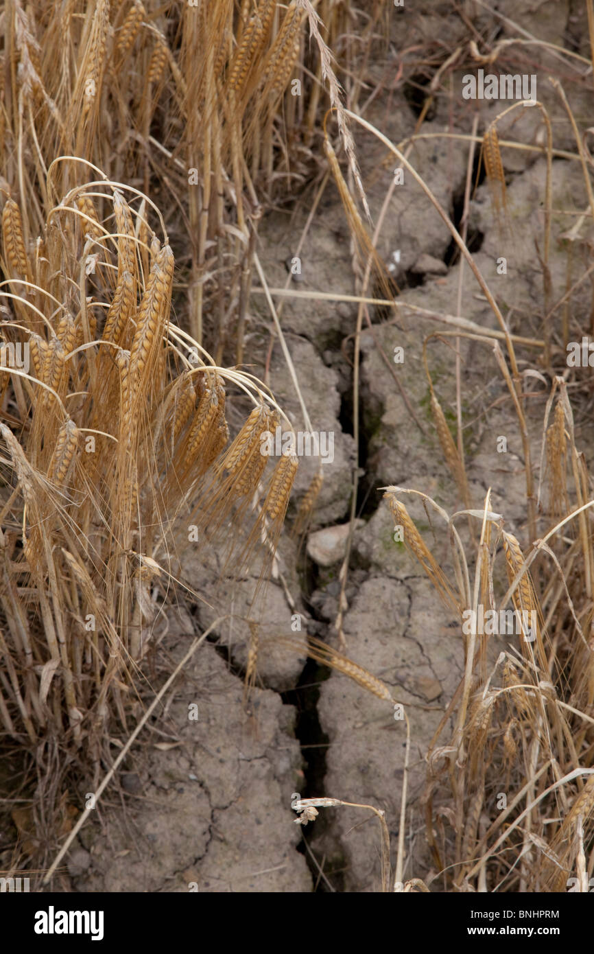Failed harvest hi-res stock photography and images - Alamy