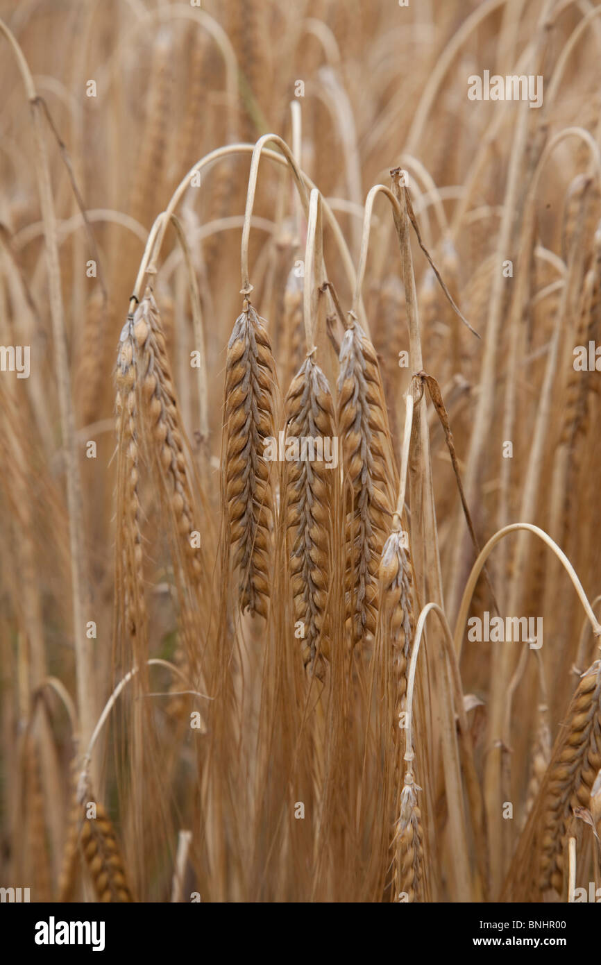 Failed crop hi-res stock photography and images - Alamy