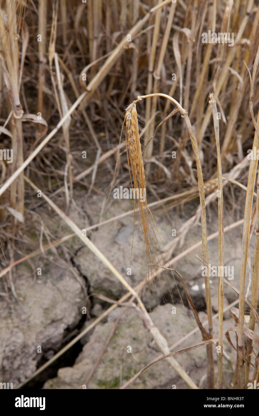 failed wheat crop Stock Photo - Alamy