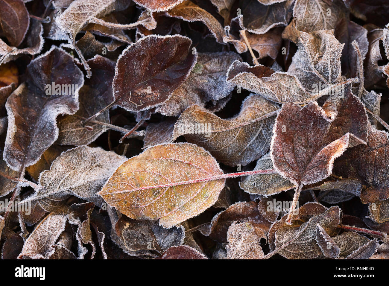 Background Botanical Close-up Fallen leaves Frost Leaf Many Nature Tree ...