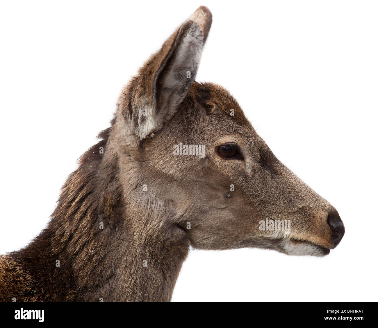 Sika Deer, Cervus nippon. The animal is in a zoo Stock Photo - Alamy