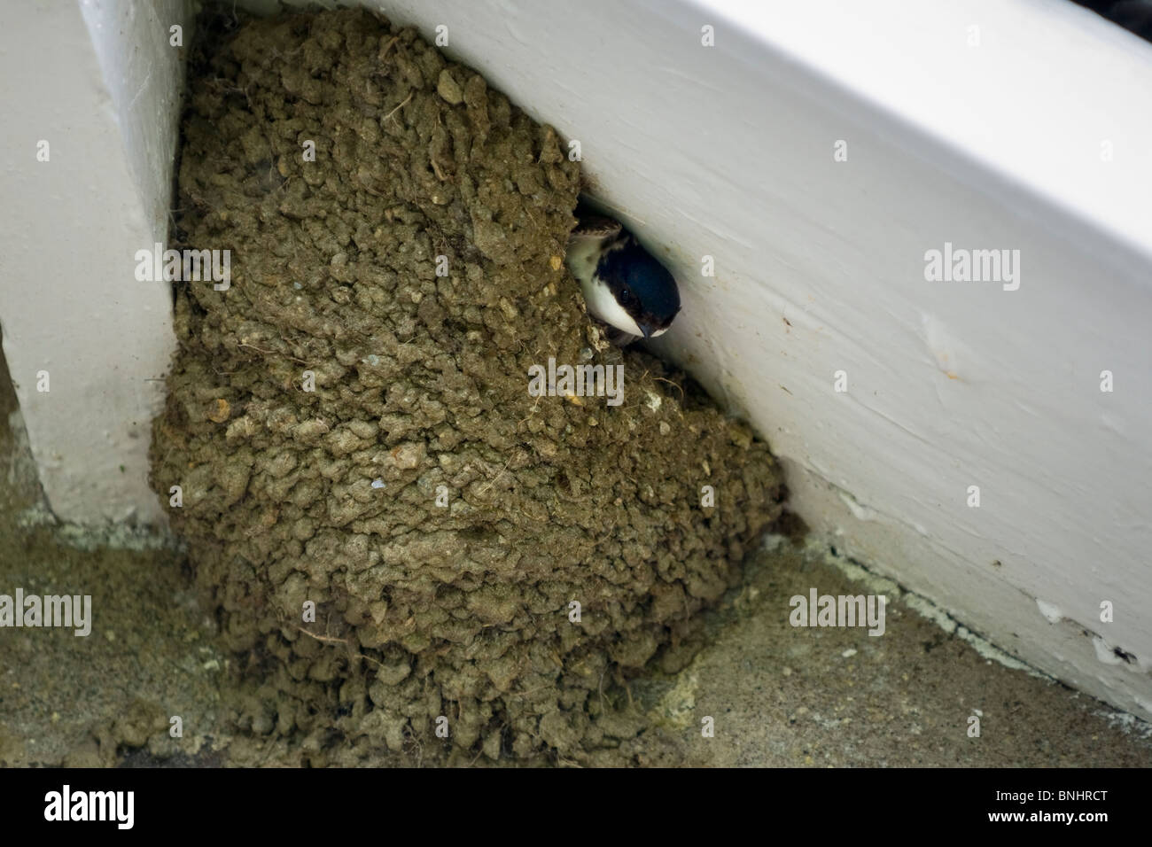 Nesting house martin hi-res stock photography and images - Alamy
