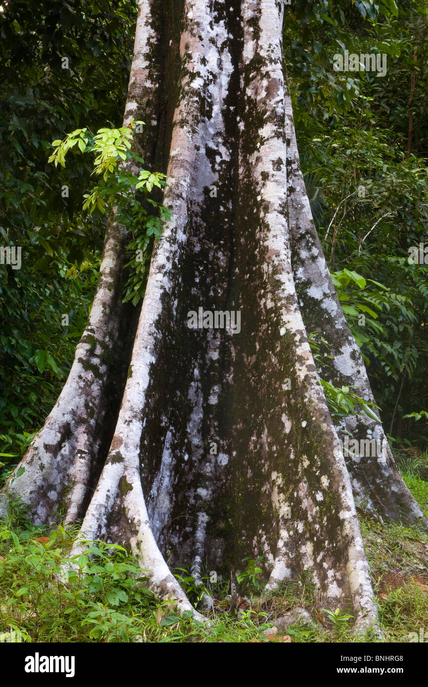 Rain forest tree Lankawi Asia South-East Asia Malaysia Southern ...