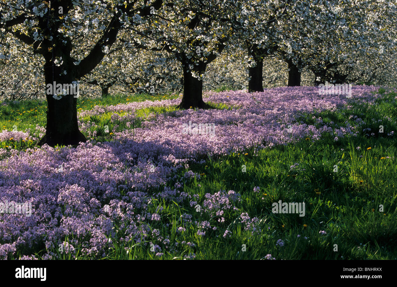 Europe Switzerland Canton of Basel country Baselland Arisdorf spring ...