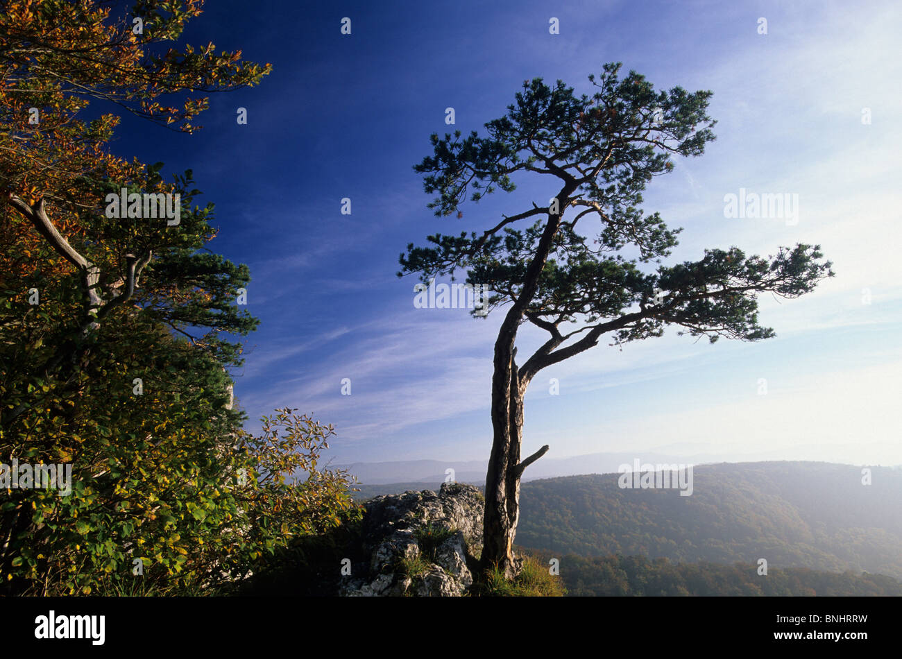Europe Switzerland Canton of Solothurn Gempen lone tree trees cliff ...