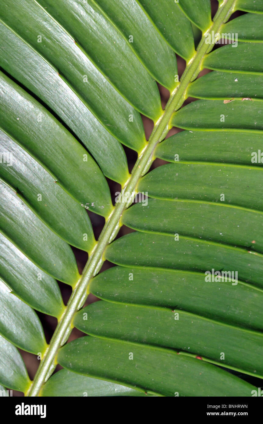 Bread palm Encephalartos lebomboensis South Africa Africa Cycadales ...