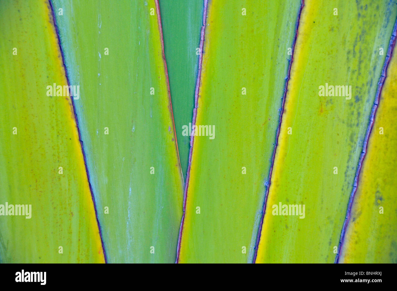 Traveller's Tree Ravenala madagascariensis South Africa Africa Santa ...