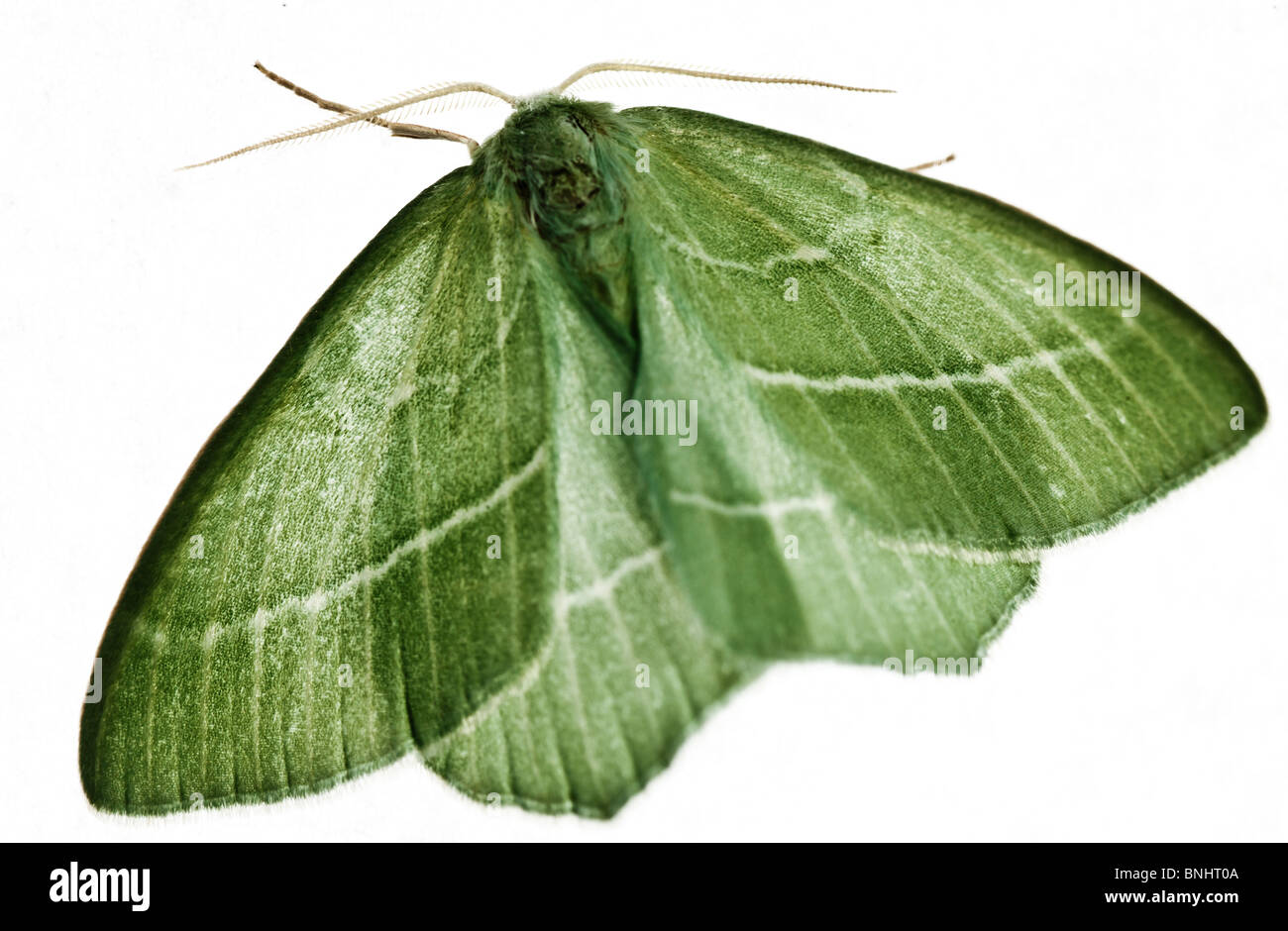 Geometra Papilionaria (Large Emerald Moth Stock Photo - Alamy