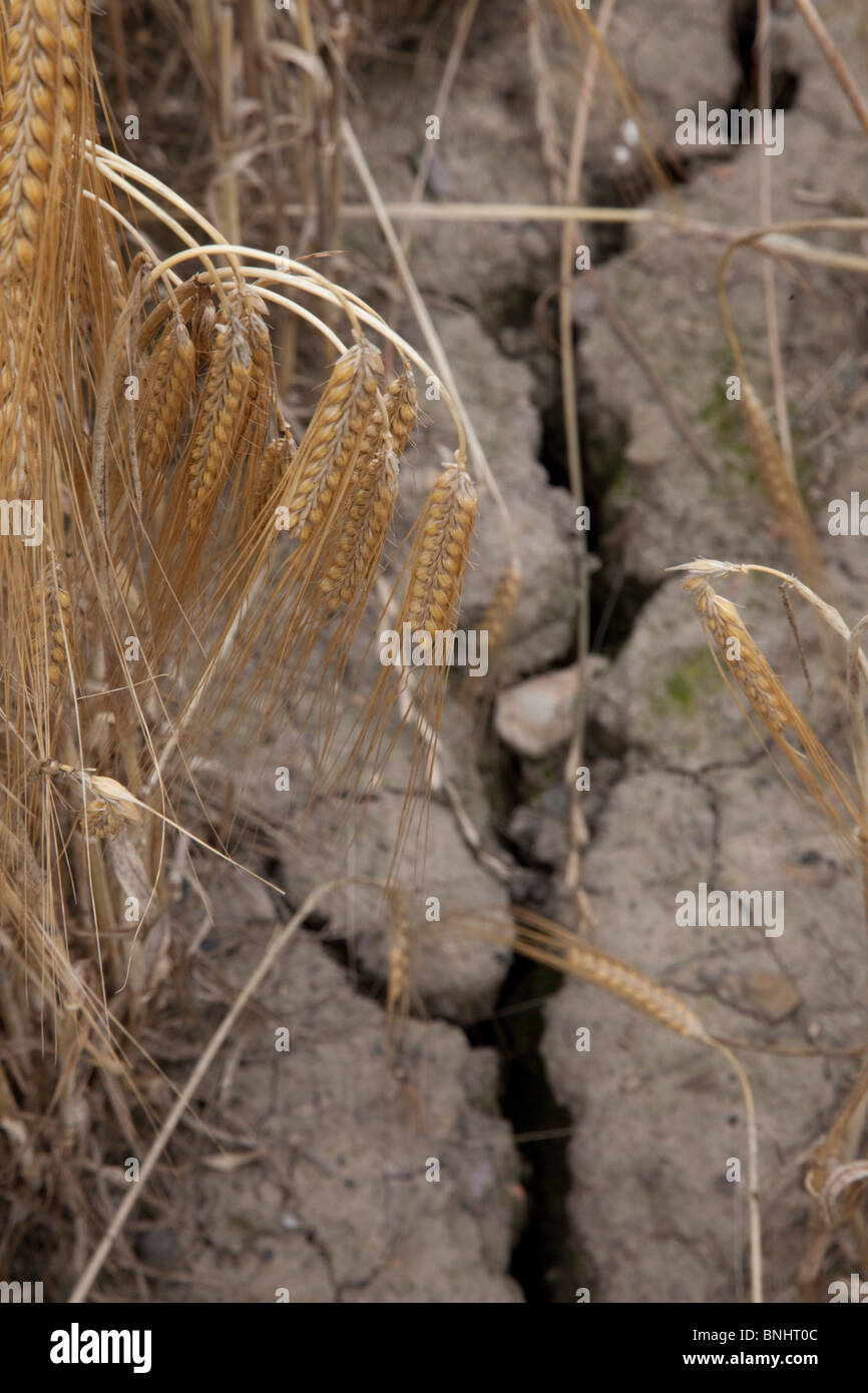 Farm crop drought hi-res stock photography and images - Alamy