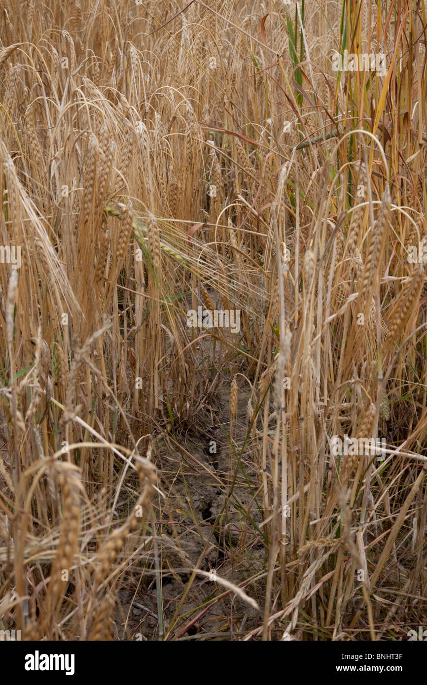 failed wheat crop Stock Photo - Alamy