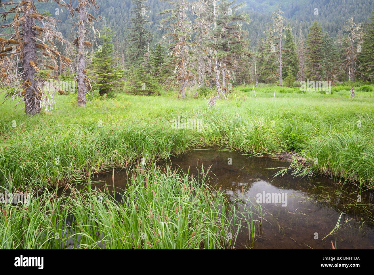Bear swamp creek hi-res stock photography and images - Alamy