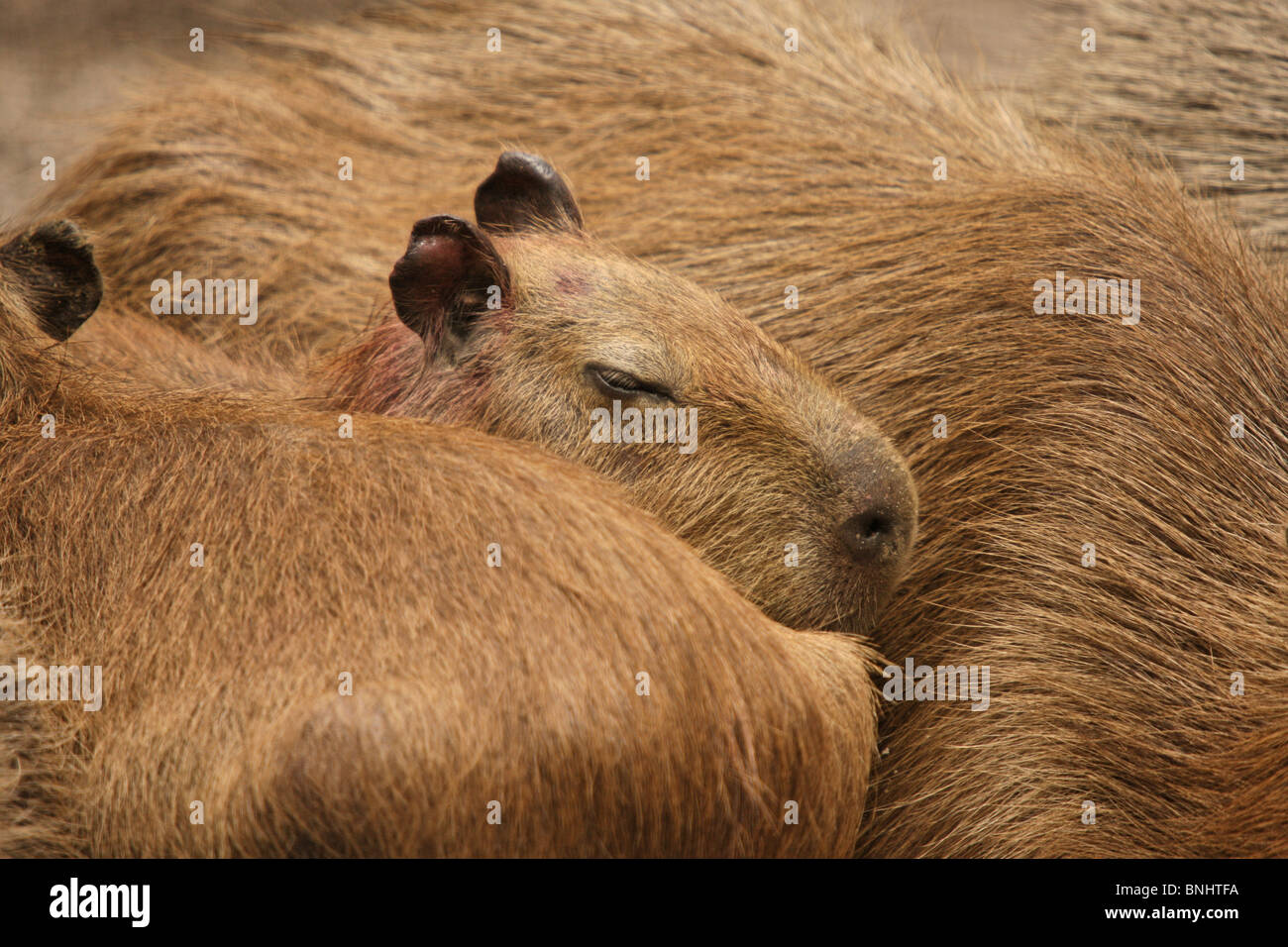 Capybara Amazon rainforest Amazonia Jungle forest river tropics ...