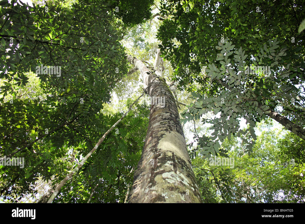 Brazil Amazon rainforest Amazonia Jungle forest tropics tropical wood ...