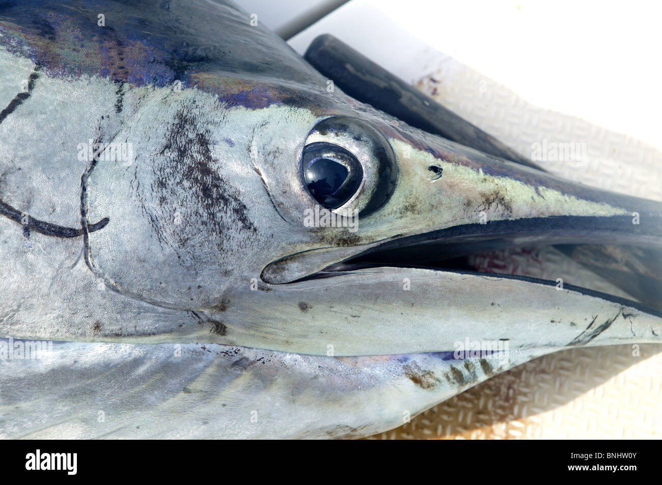 Marlin eye hi-res stock photography and images - Alamy