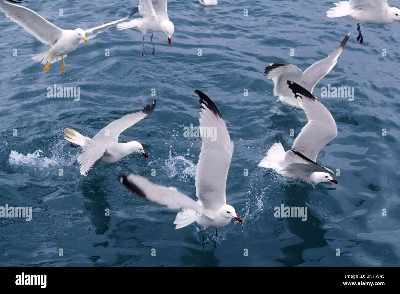 active sea gulls seagulls over blue sea ocean birds Stock Photo - Alamy