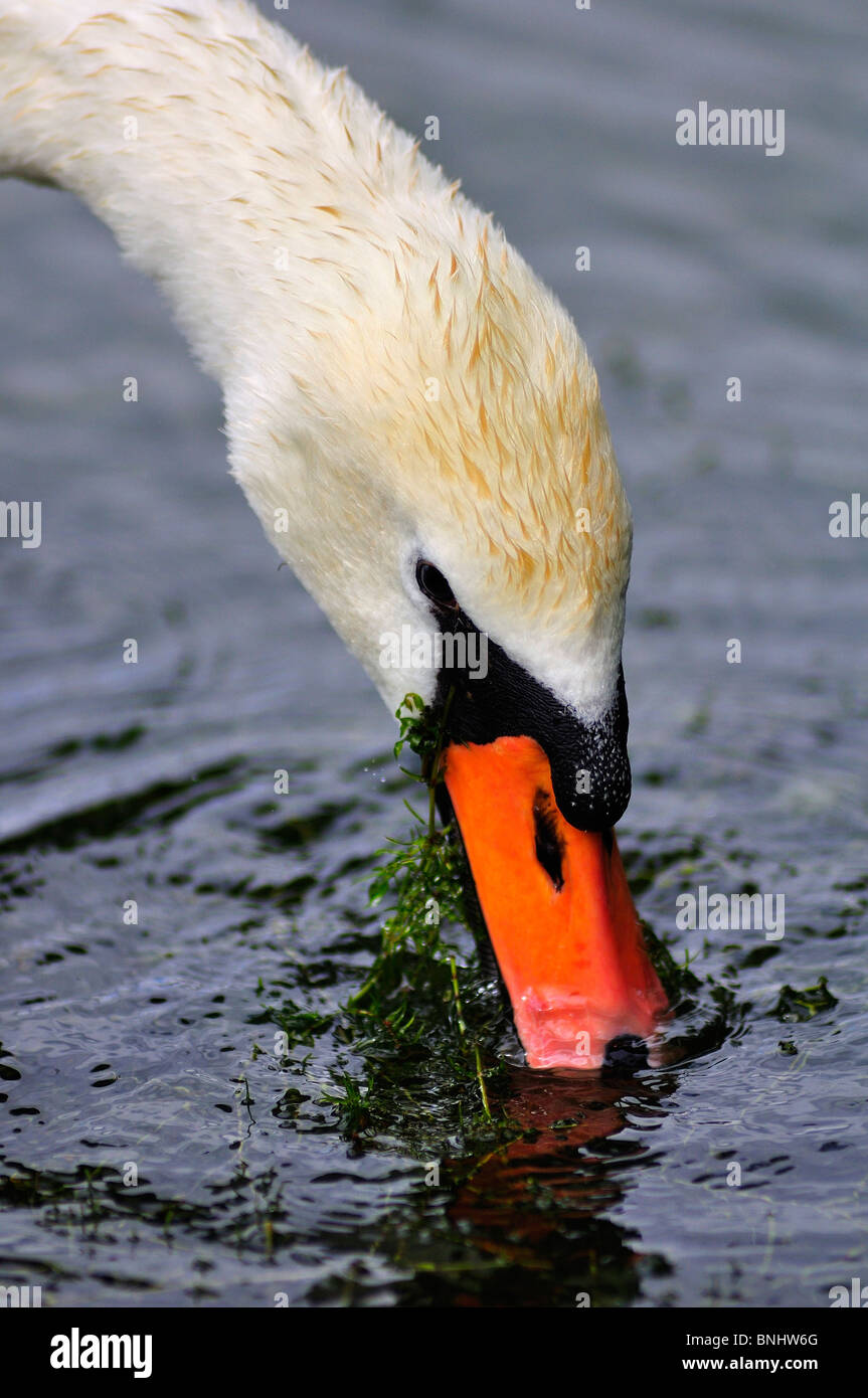 Swan Feeding on aquatic plants Stock Photo - Alamy