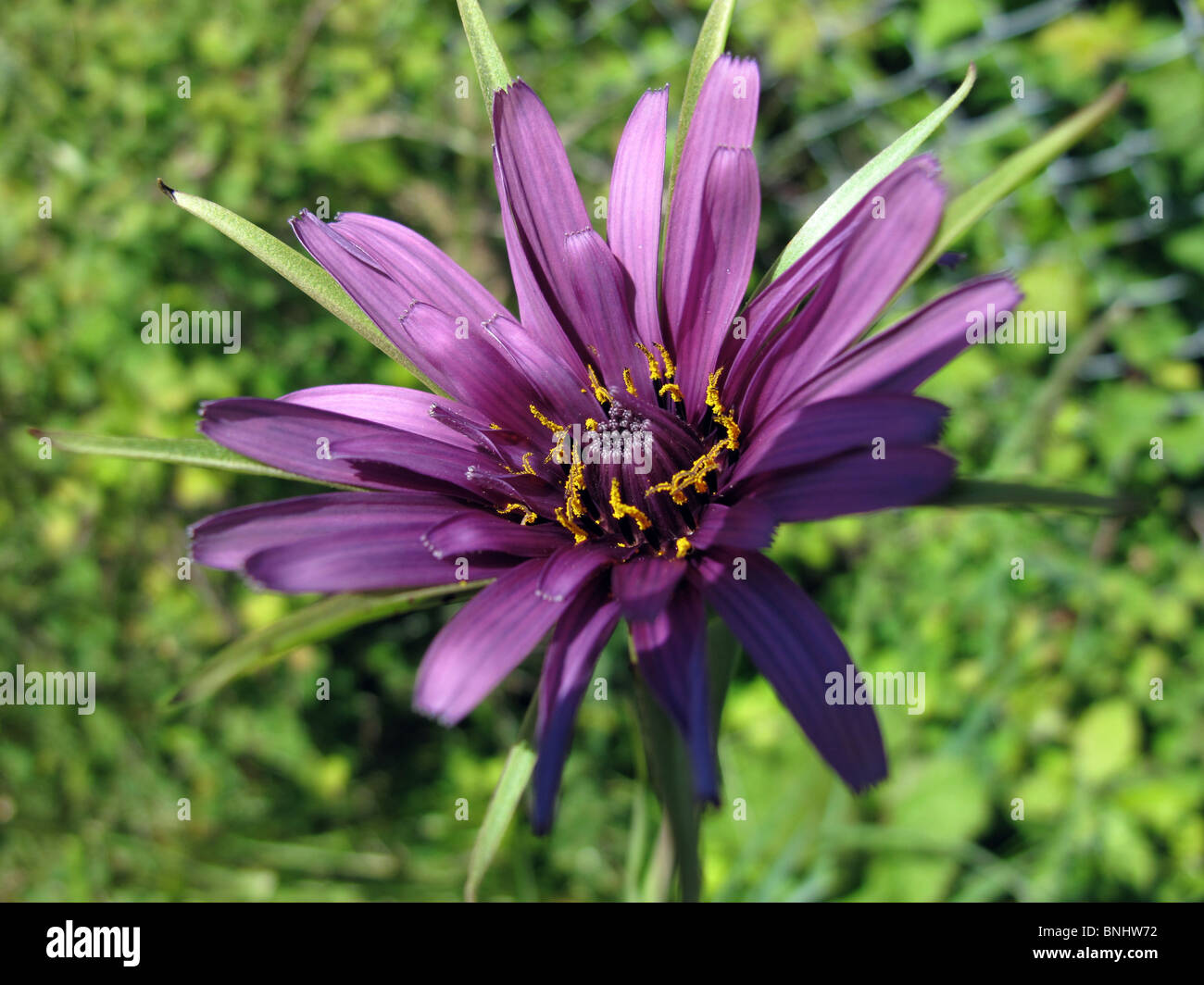Vancouver island daisy hi-res stock photography and images - Alamy