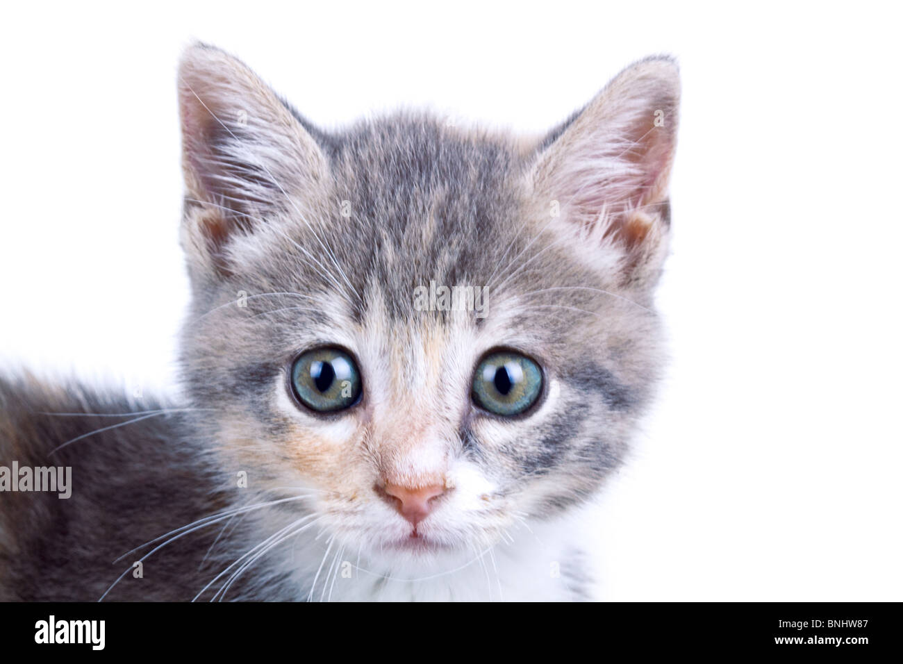 Playful kitty hi-res stock photography and images - Alamy