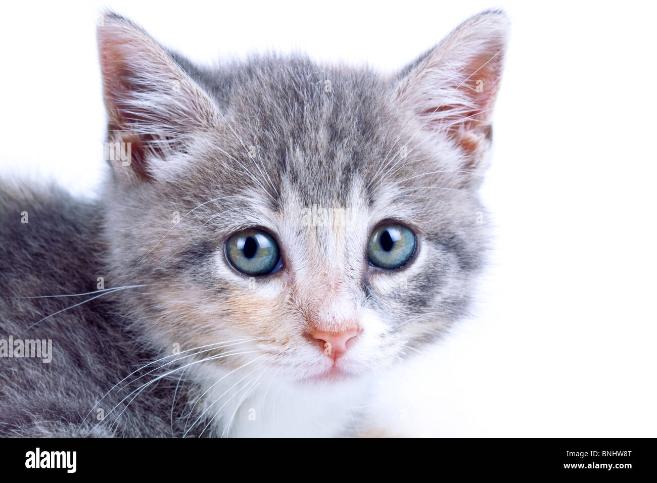 Hazel kitten hi-res stock photography and images - Alamy