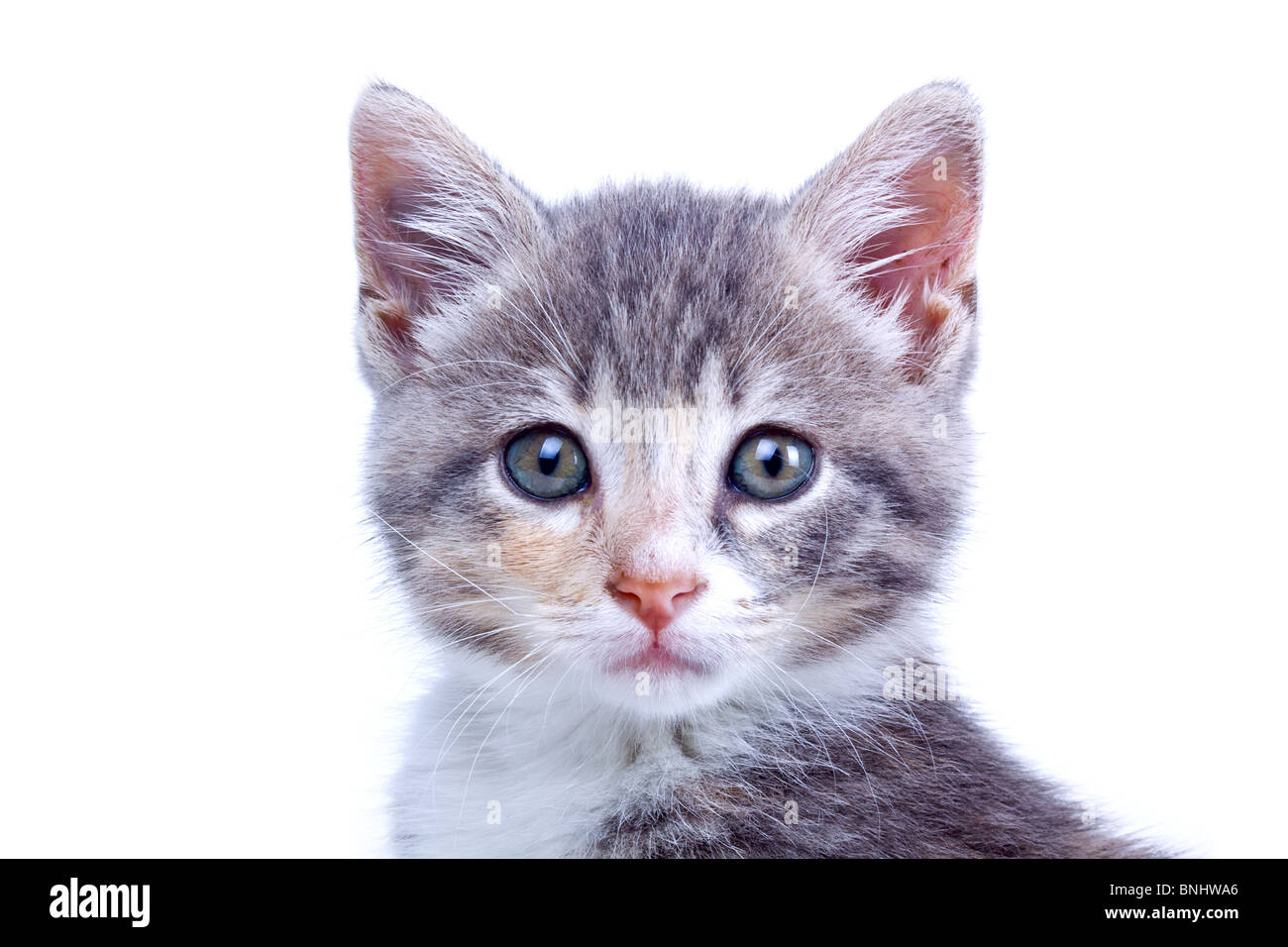 Playful animal hi-res stock photography and images - Alamy