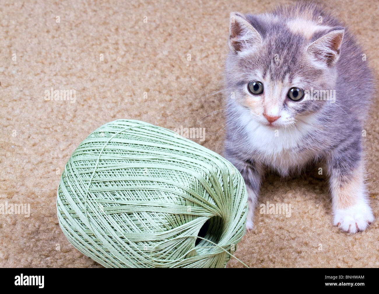 Ball of string kitten hi-res stock photography and images - Alamy