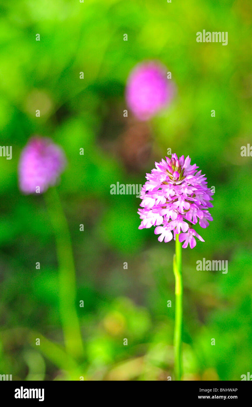 Flower pyramid flower pyramid hi-res stock photography and images - Alamy