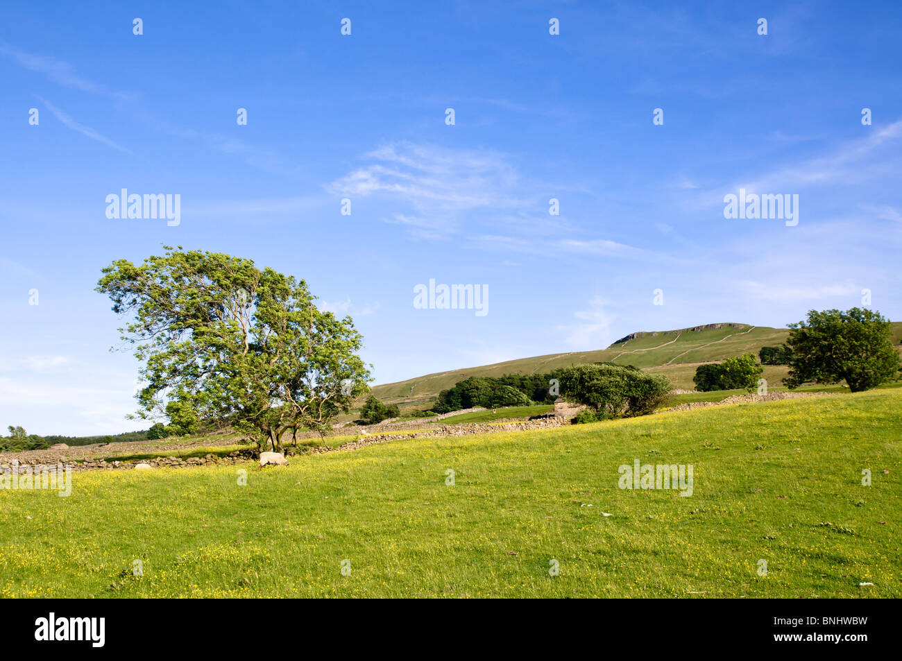 Yorkshire Dales, landscape in the upper Wensleydale near Hawes Stock ...