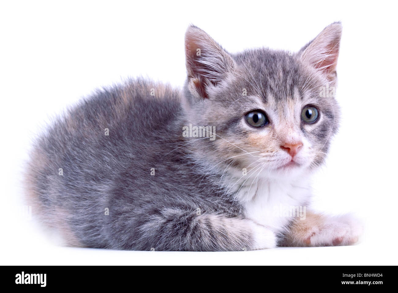 Playful animal hi-res stock photography and images - Alamy