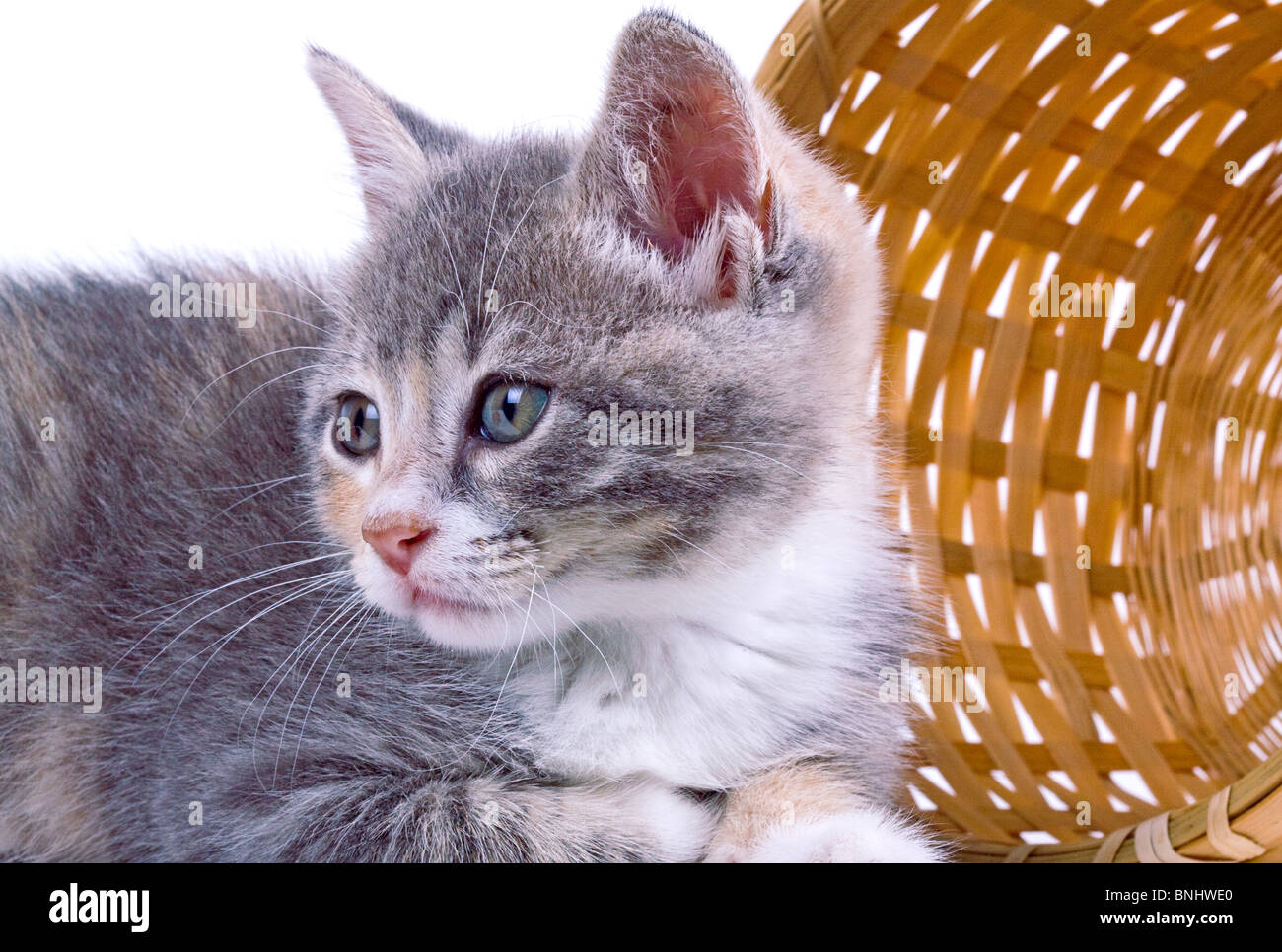 Playful animal hi-res stock photography and images - Alamy