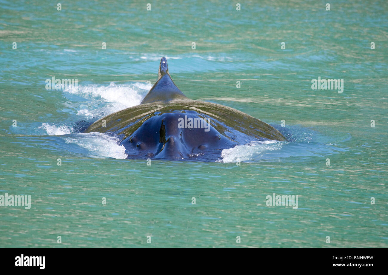 USA; Alaska; Glacier Bay National Park; humpback whale Stock Photo - Alamy