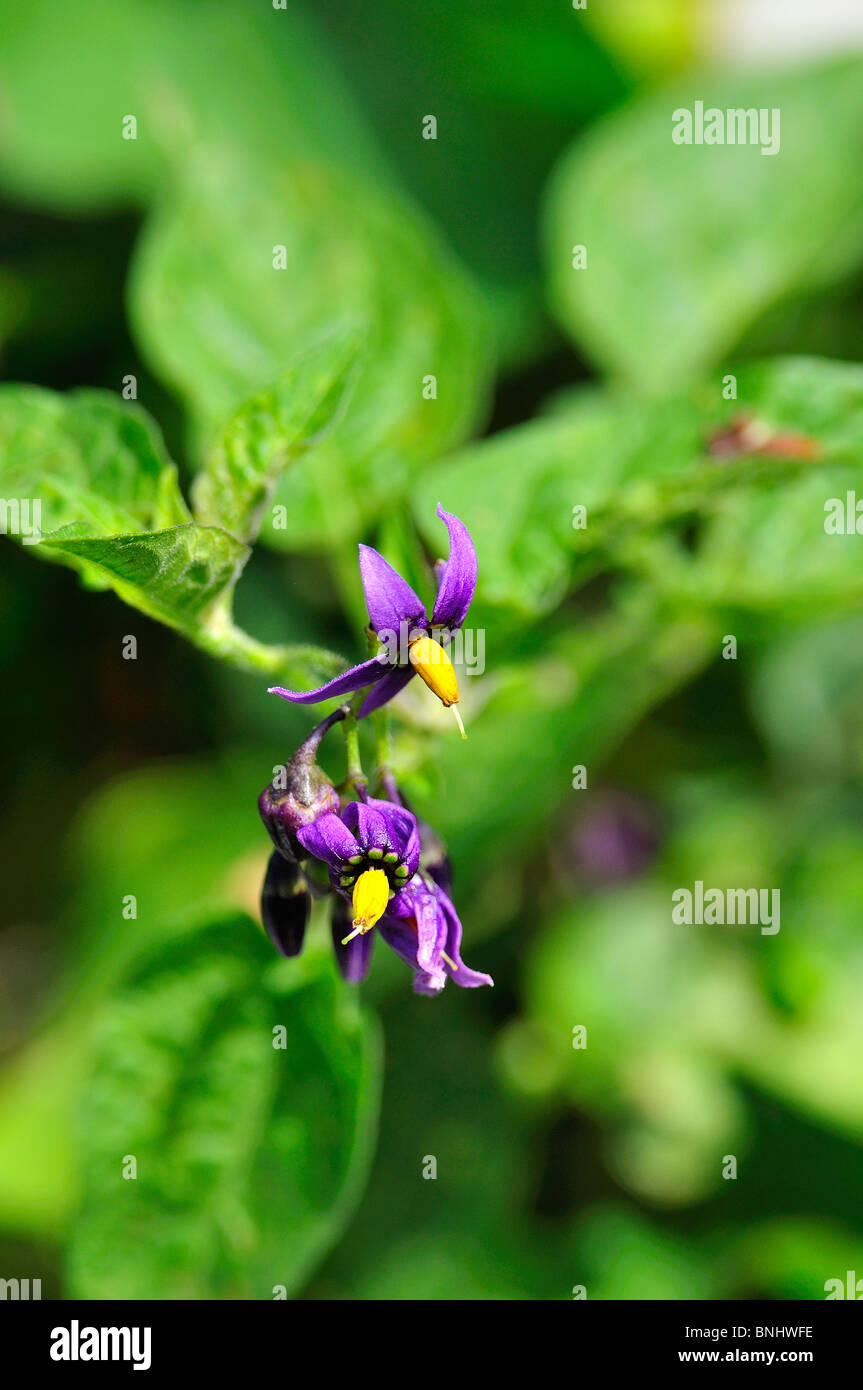 Deadly nightshade plant hi-res stock photography and images - Alamy