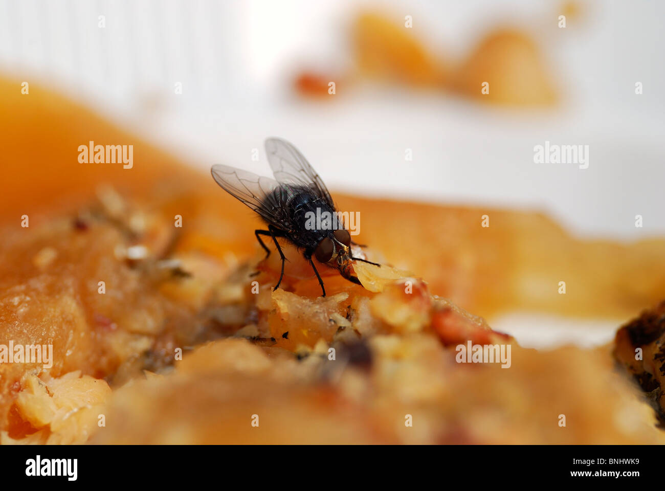 Maggots meat hi-res stock photography and images - Alamy