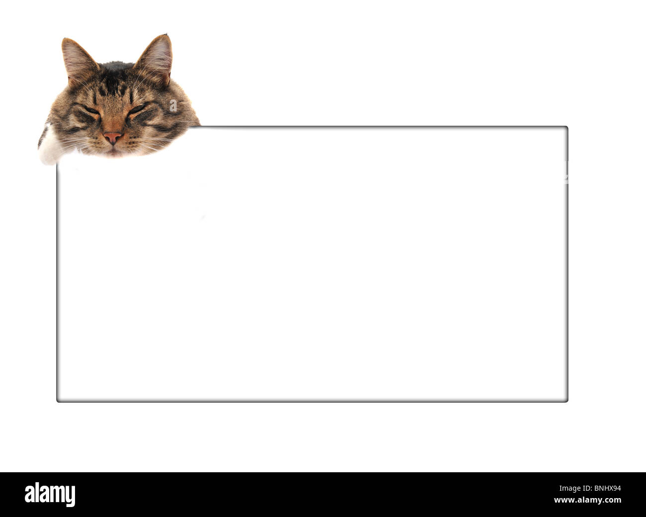 A blank layout with empty copy space with cat laying on top of it ...