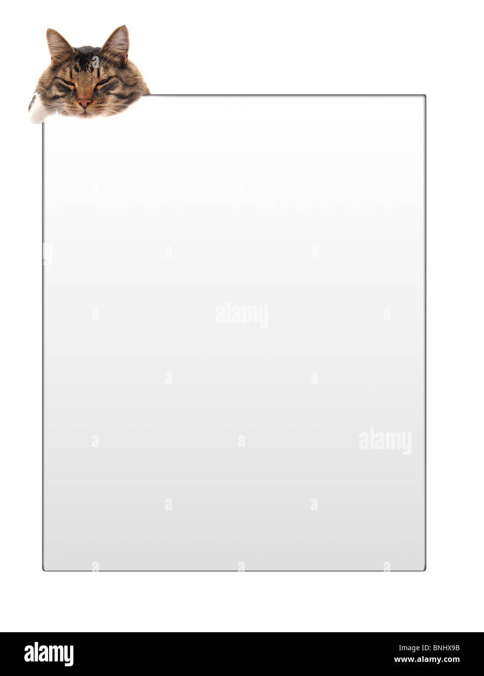 A blank layout with empty copy space with cat laying on top of it ...