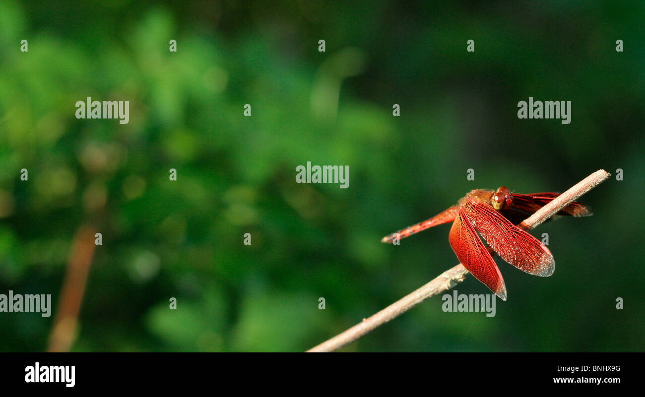 Red male Dragonfly, Neurothemis terminata, Bohol, Philippines Stock ...