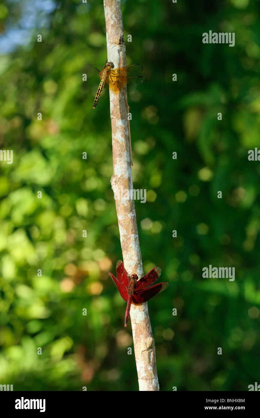 Red male Dragonfly, Neurothemis terminata, below yellow female, Bohol ...