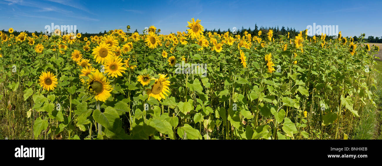 The Netherlands Holland sunflower field scenery sunflowers agriculture ...
