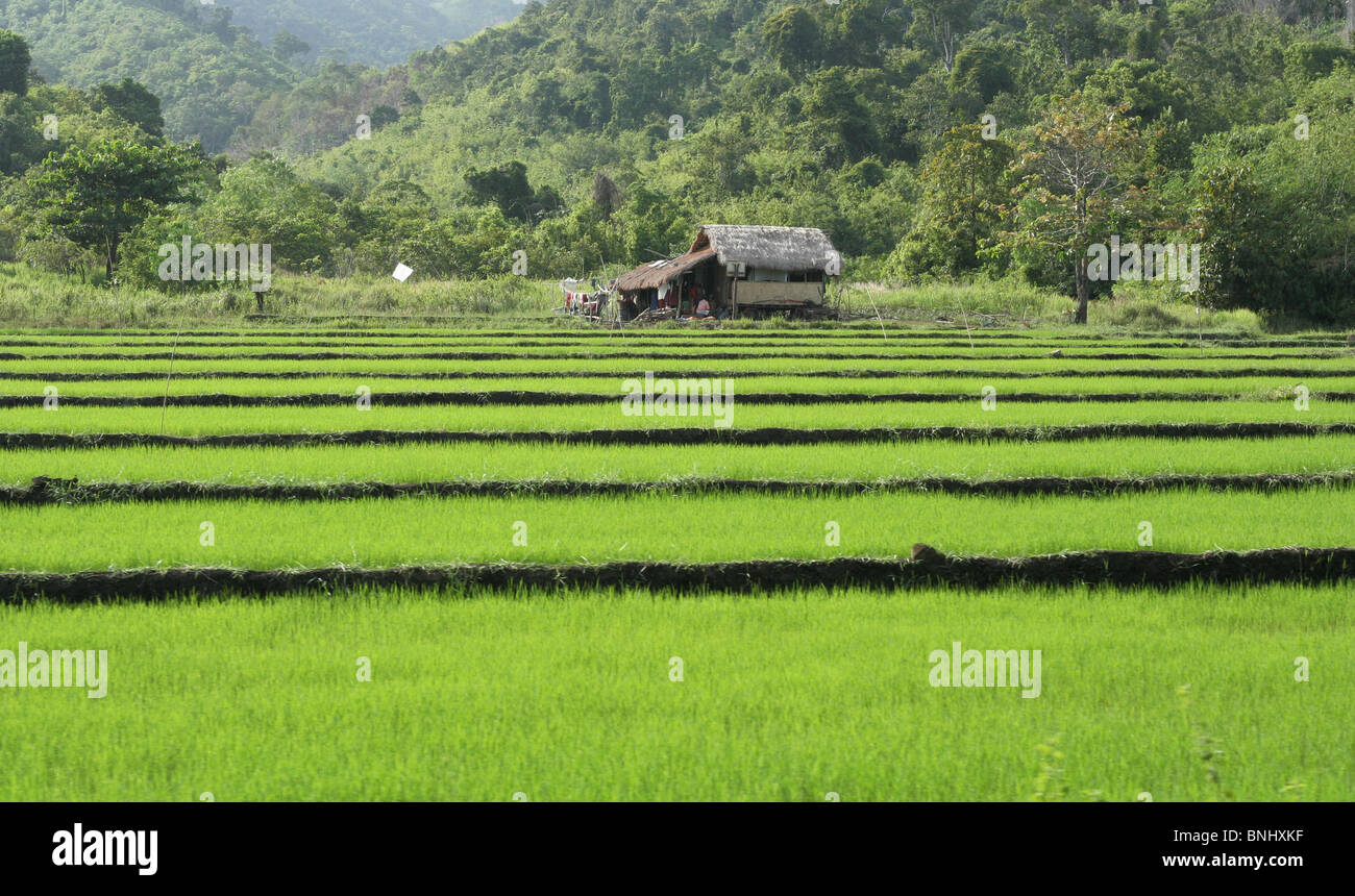 Tiered rice fields, Palawan, Philippines Stock Photo - Alamy