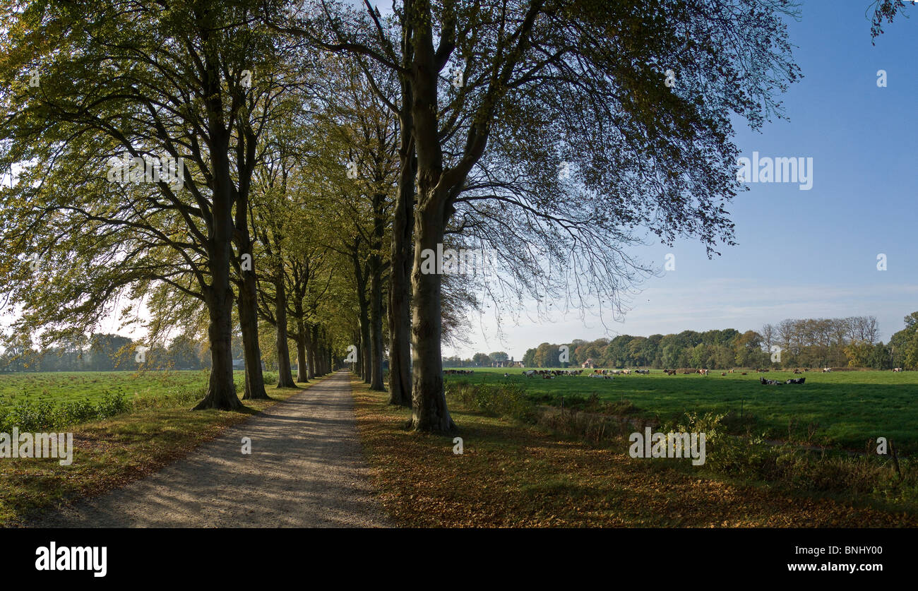 Netherlands country road hi-res stock photography and images - Alamy