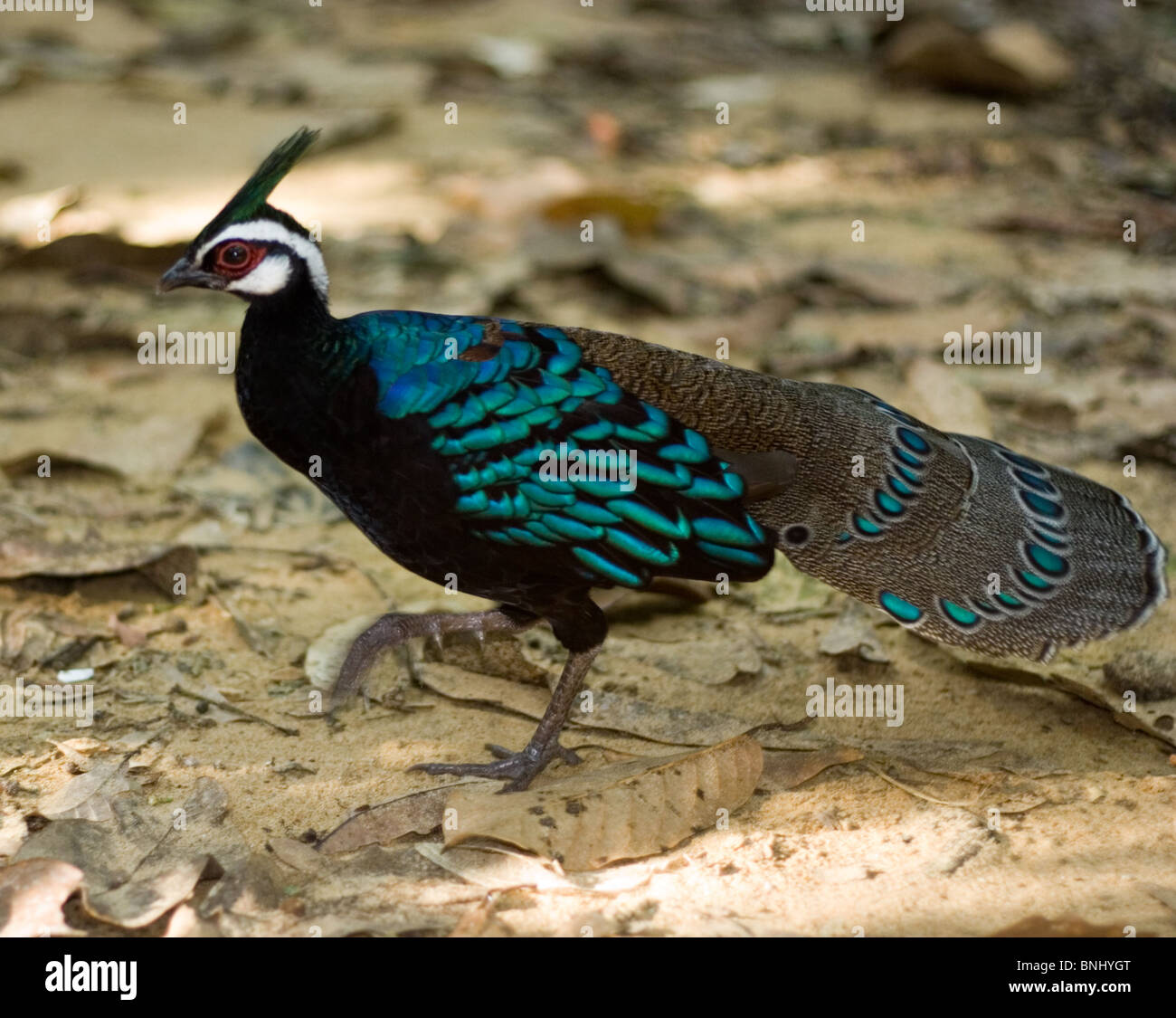 An adult male Palawan Peacock Pheasant (Polyplectron napoleonis ...