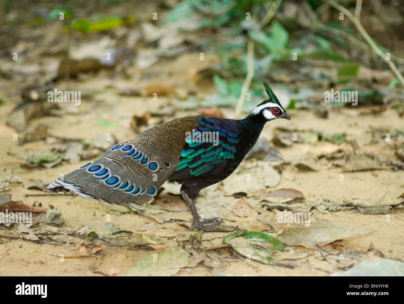Palawan philippines endemic palawan peacock pheasant polyplectron ...