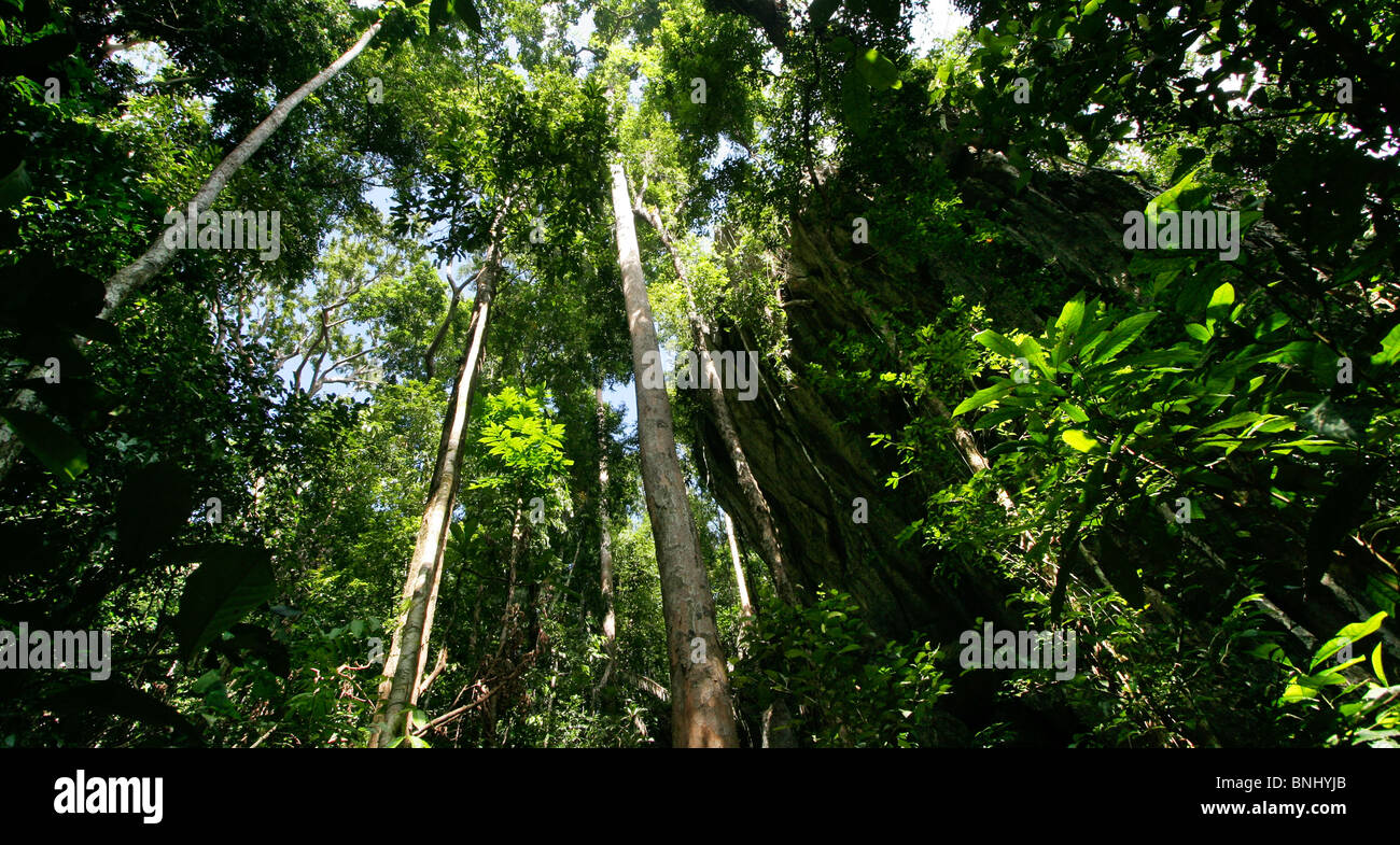 Tropical rainforest along the Monkey Trail in the Puerto Princesa ...