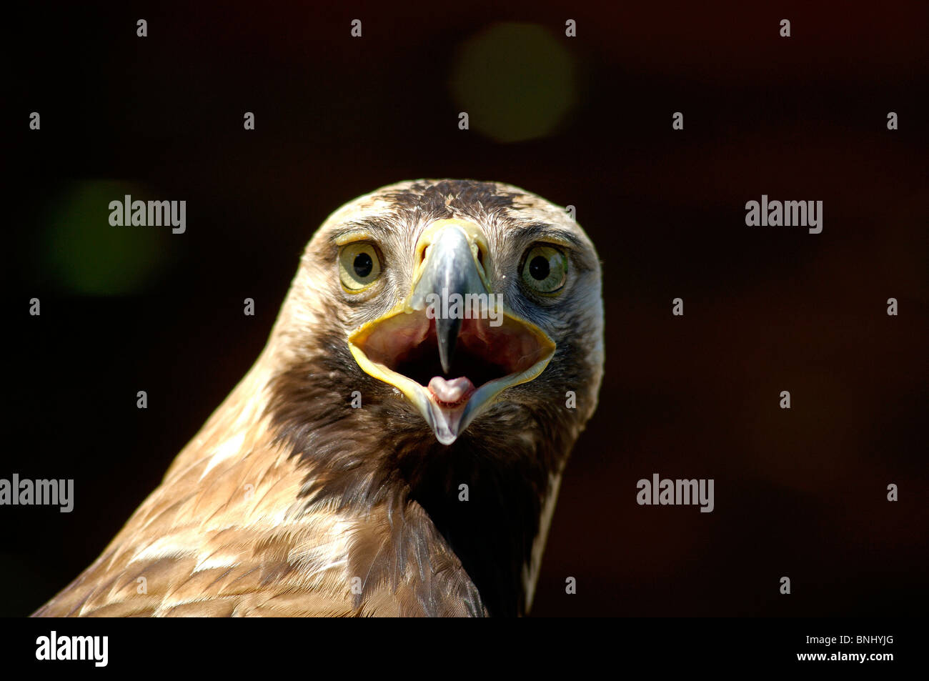 Eastern imperial eagle portrait Aquila heliaca Animal Animals bird of ...