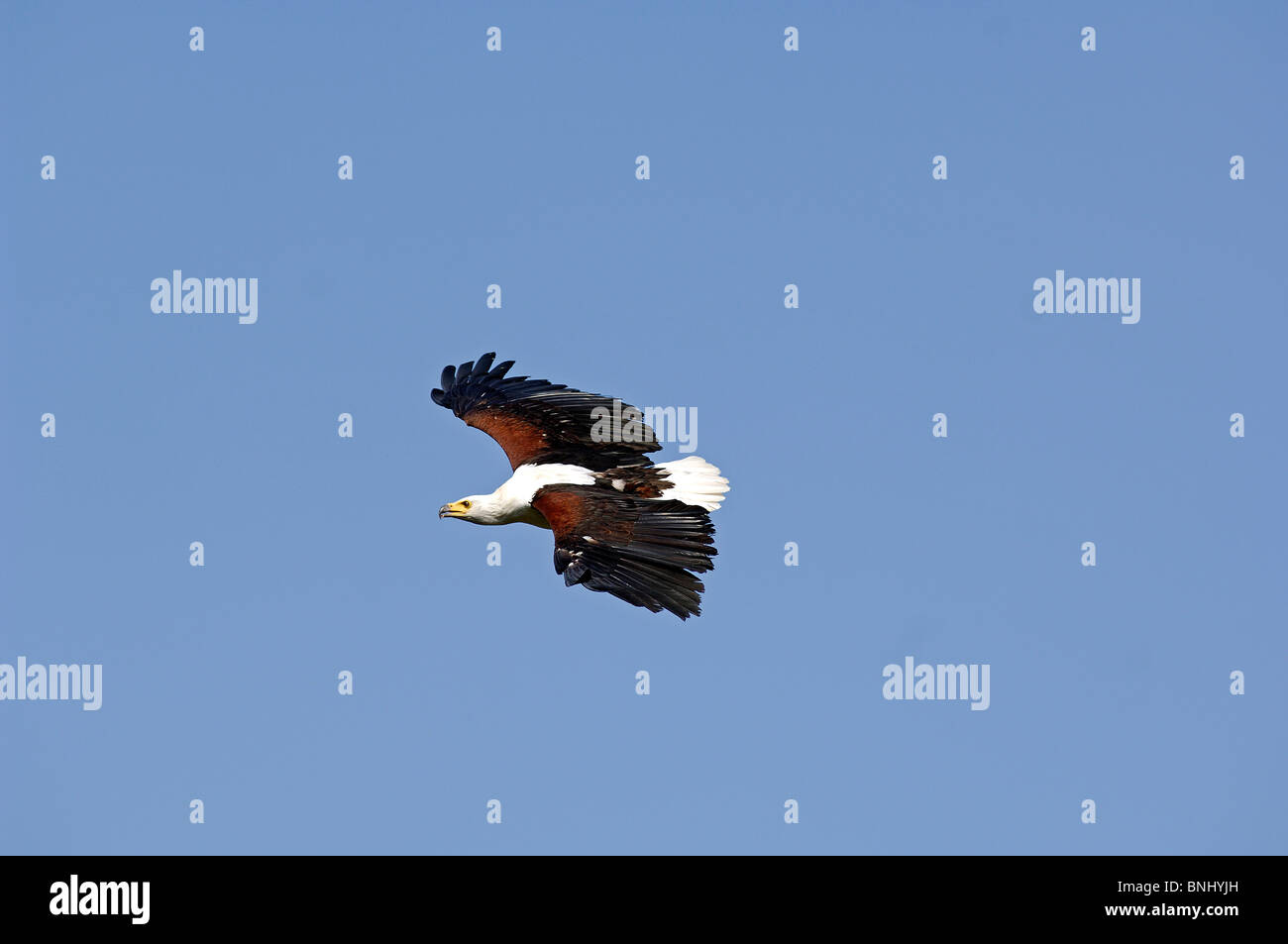 African Fish Eagle Flight Haliaetus vocifer Animal Animals Flying blue ...