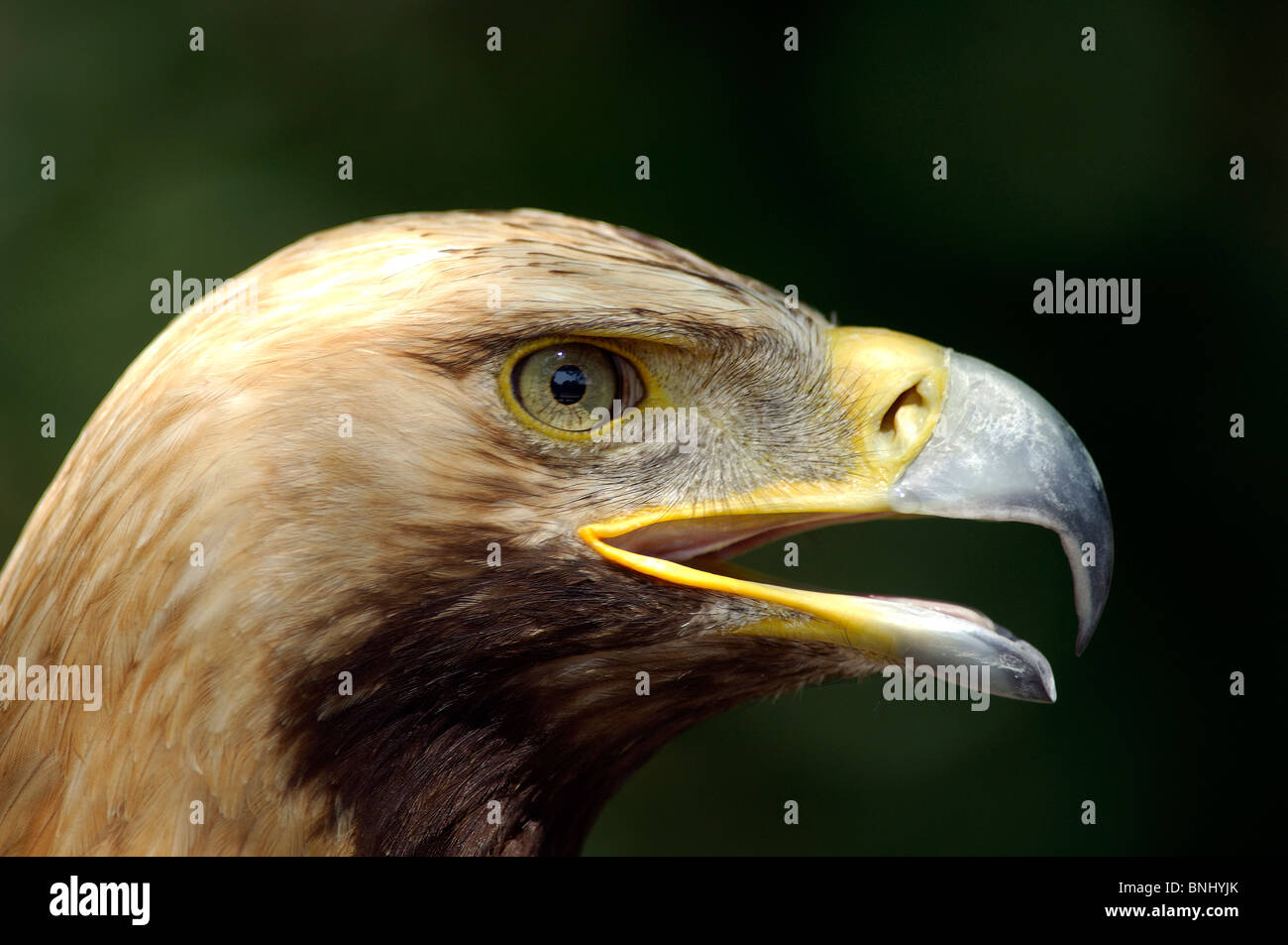 Golden Eagle Aquila chrisaetos Animal Animals Portrait Face-side bird ...