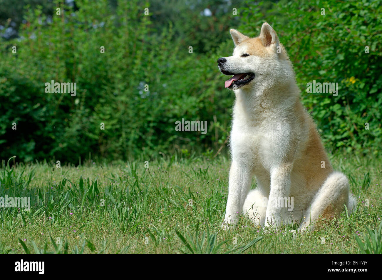Akita Inu Animal Animals dog pet Japanese Japan outside outdoors breed ...
