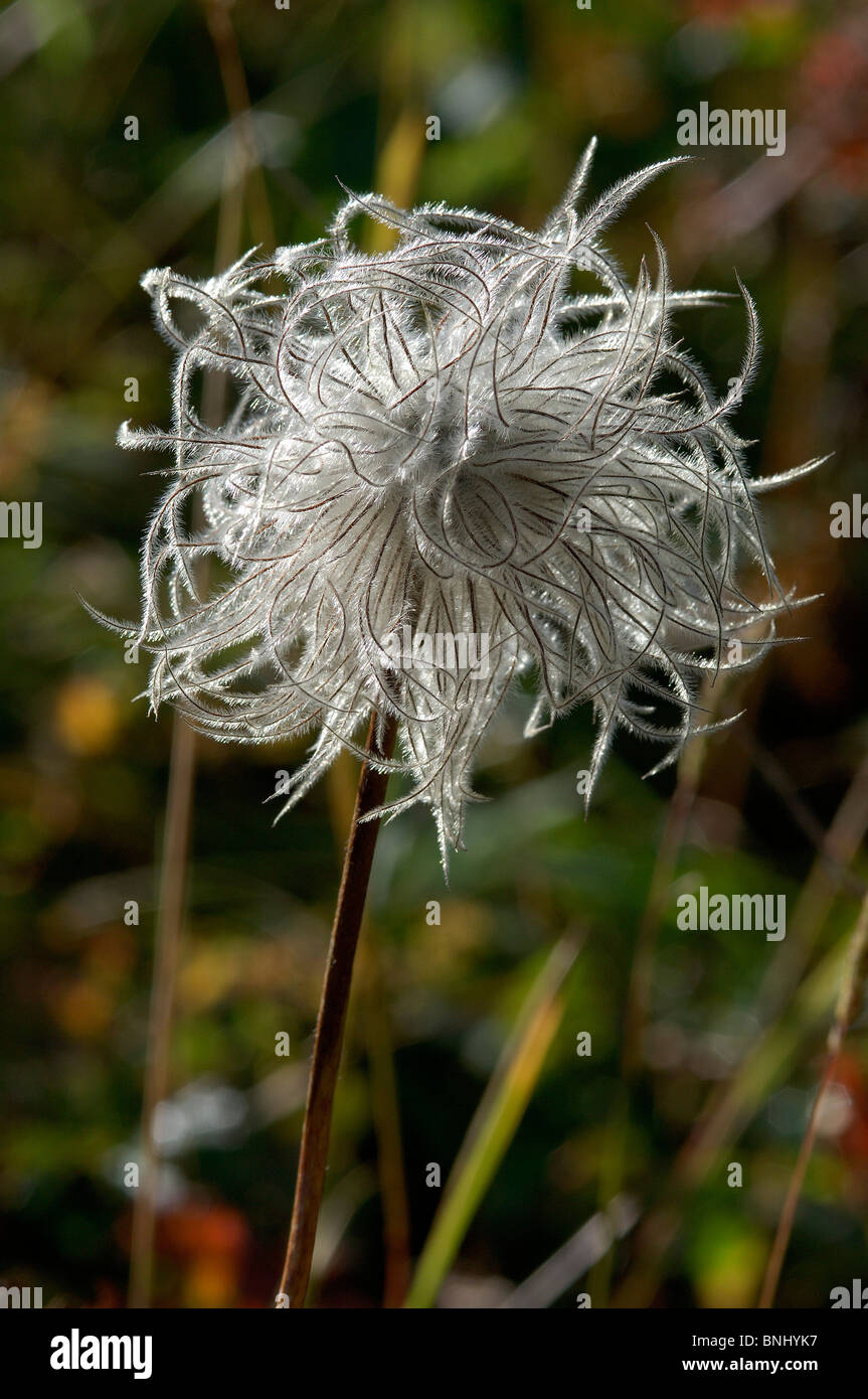 Pasque Flower after flowering Pulsatilla flowers nature detail hairy ...
